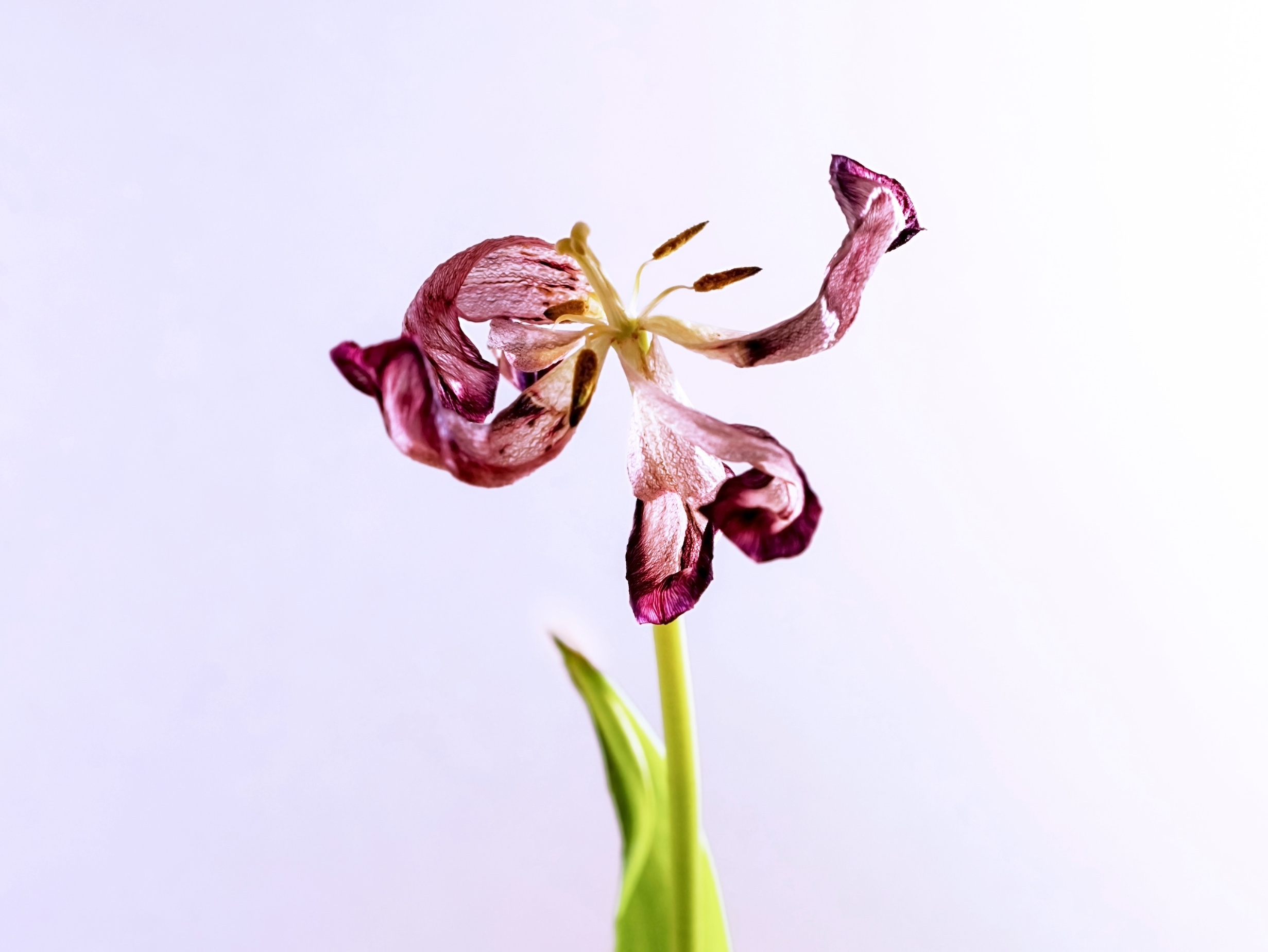 Understanding the Stages of Grief and Finding Support | Sierra ...